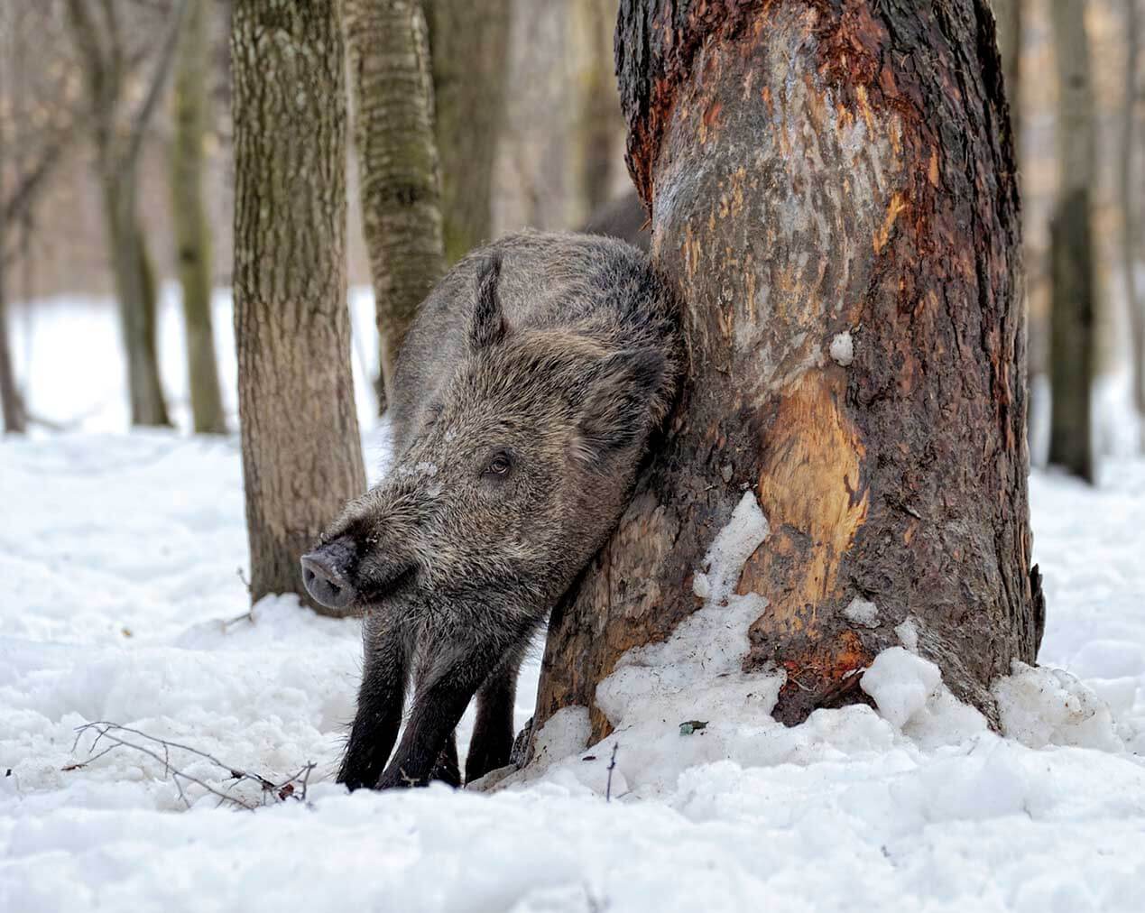 The Feral Hog in Oklahoma – Noble Research Institute