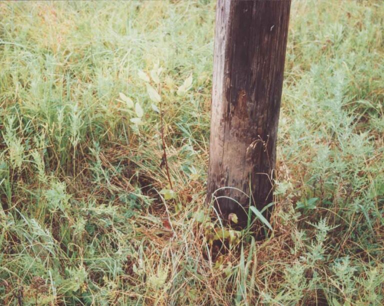 The Feral Hog in Oklahoma – Noble Research Institute