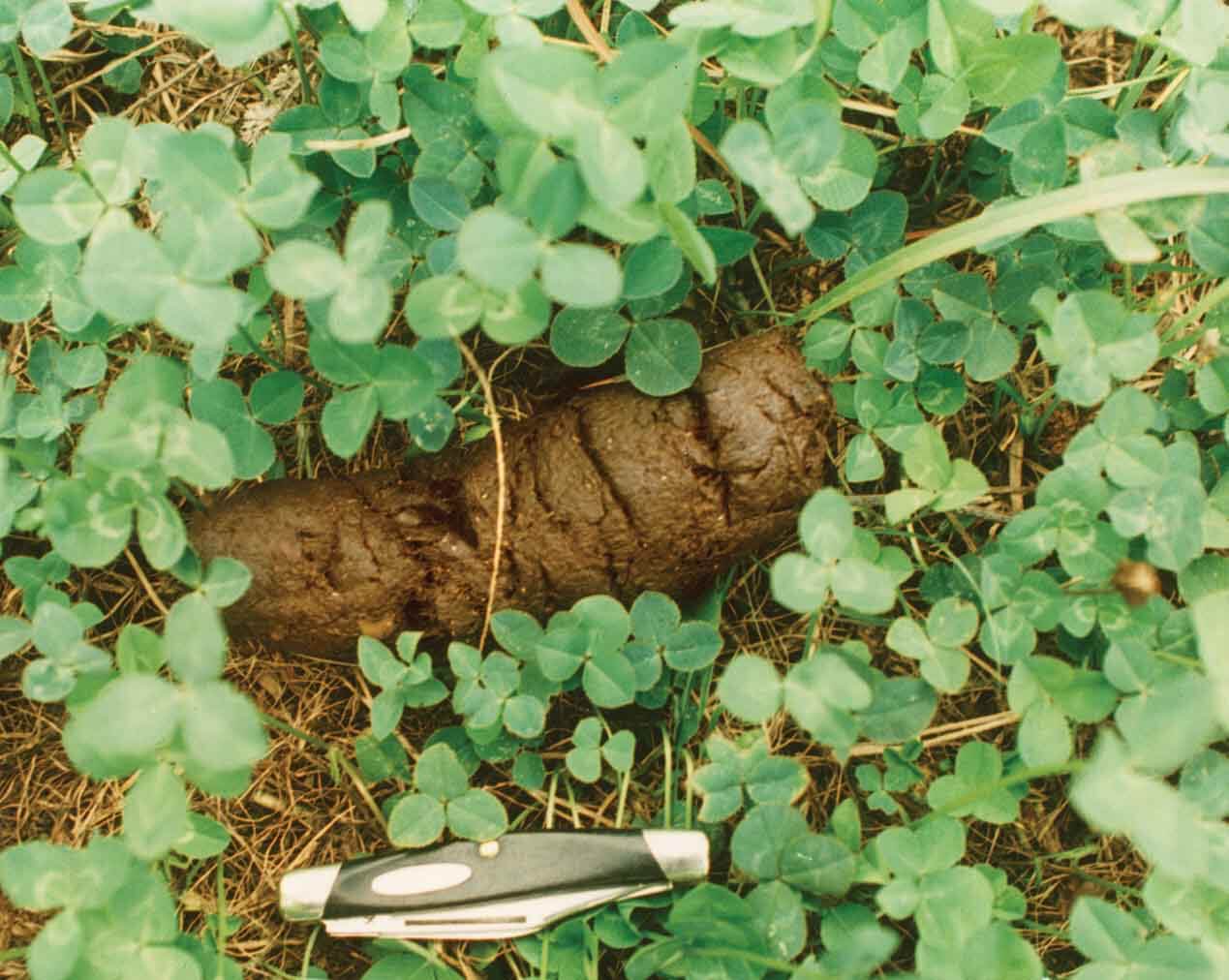 The Feral Hog in Oklahoma – Noble Research Institute