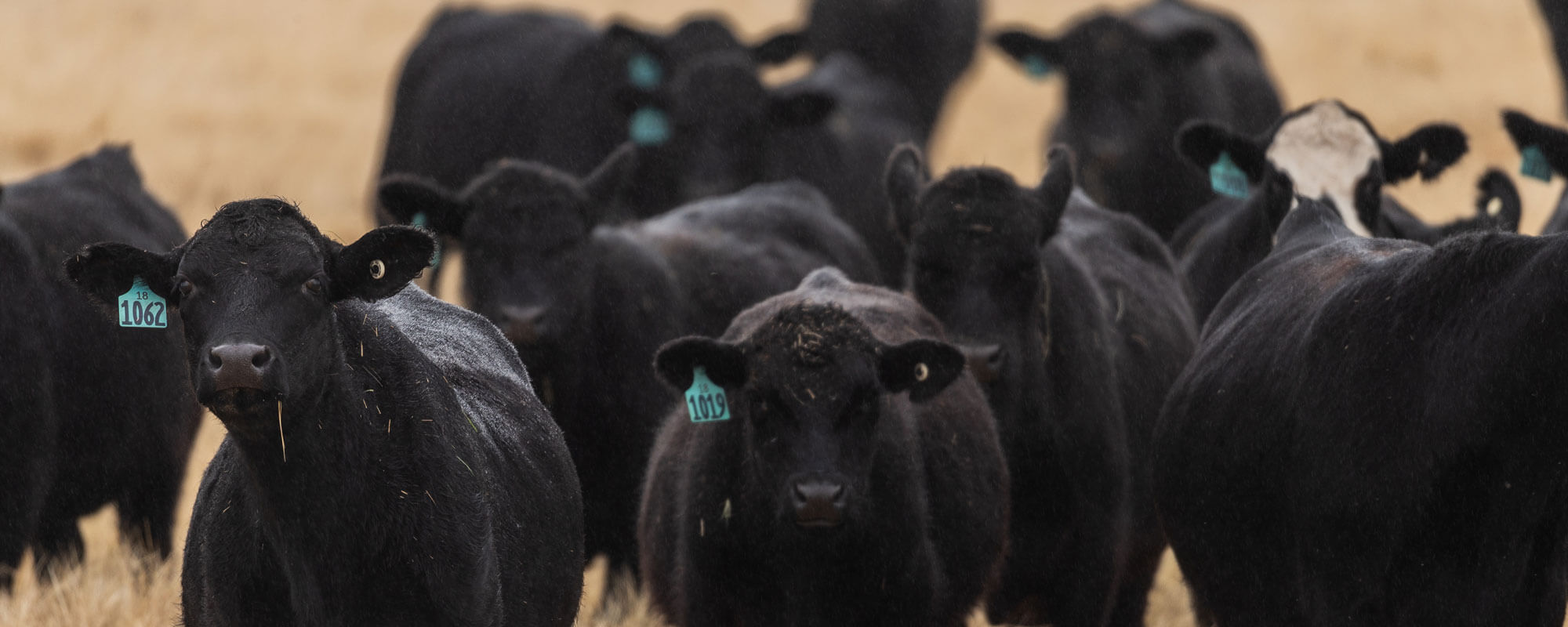 7 Steps to Creating a Successful Ranch Management Plan – Noble Research ...