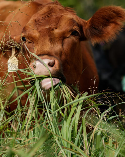 What is Regenerative Agriculture? – Noble Research Institute