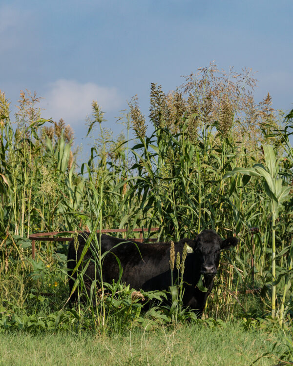 History – Noble Research Institute