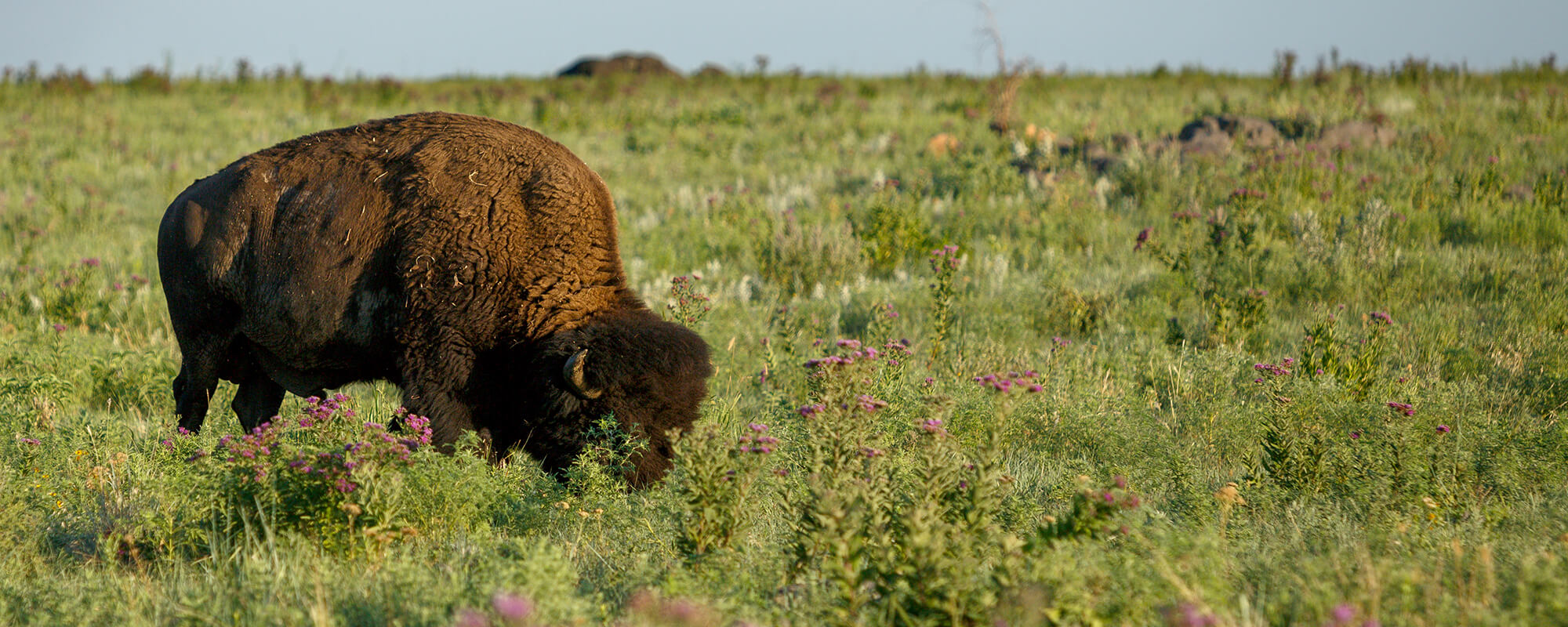 A Restoration Tale: Ruminants Small and Large Help Regenerate Depleted Prairie – Noble Research ...