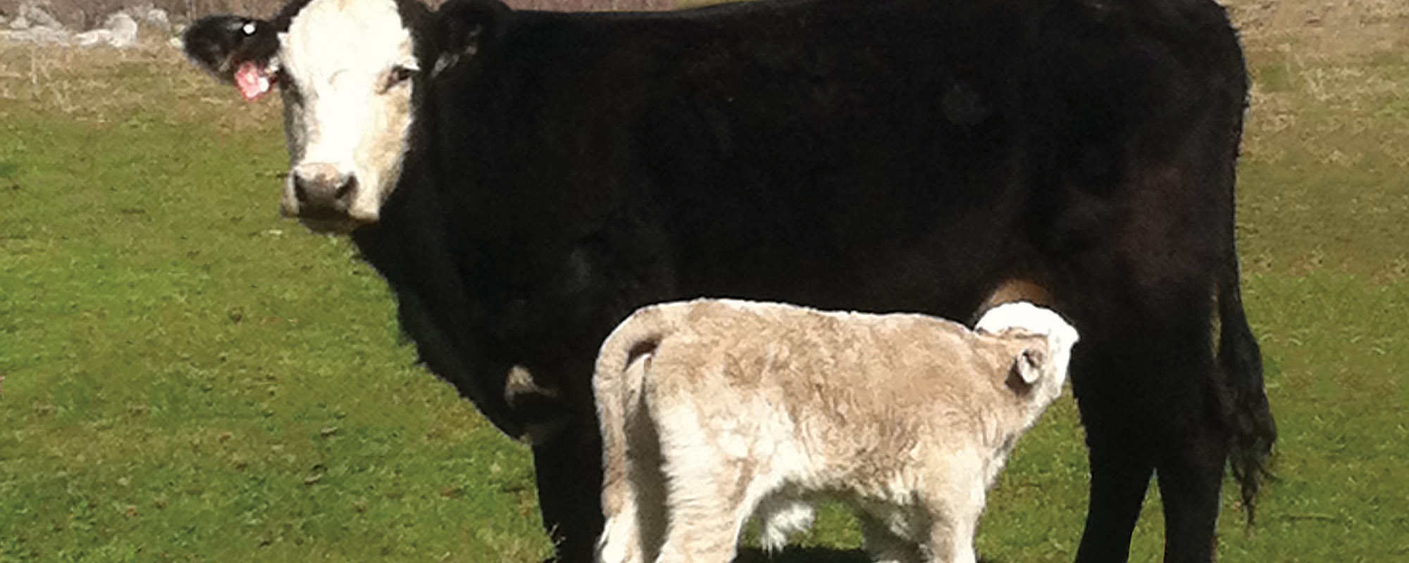 The Advantages of Crossbreeding – Noble Research Institute