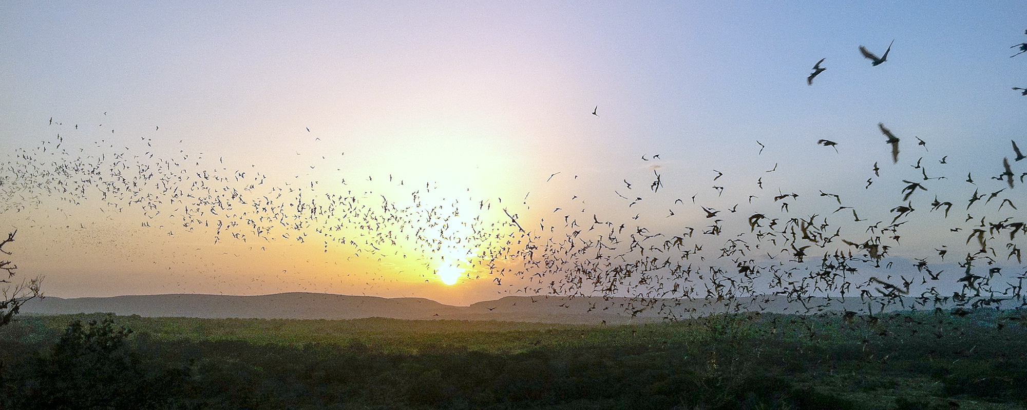 Befriending Bats and Diving Into DNA – Noble Research Institute