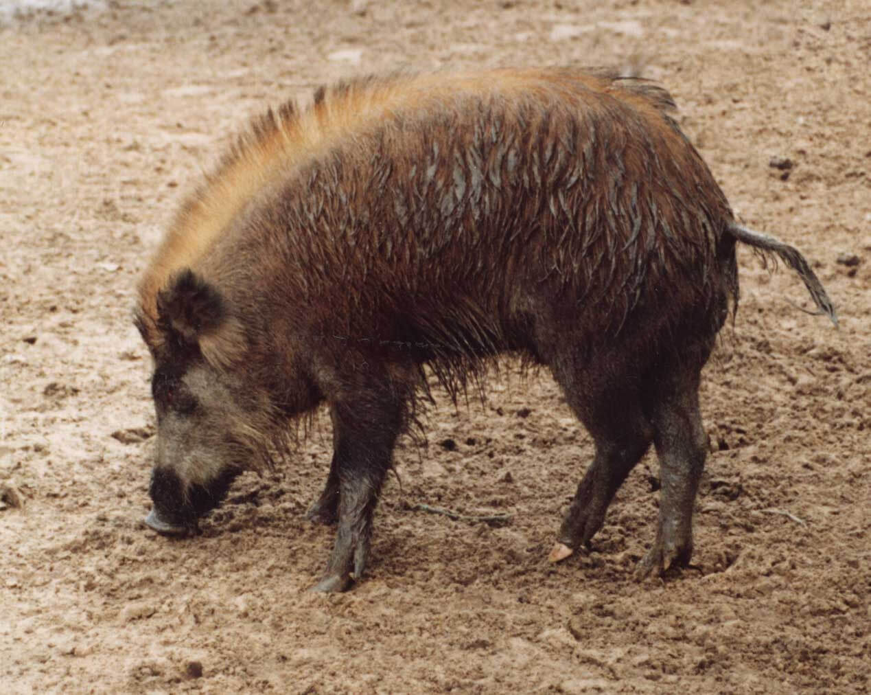 The Feral Hog in Oklahoma – Noble Research Institute