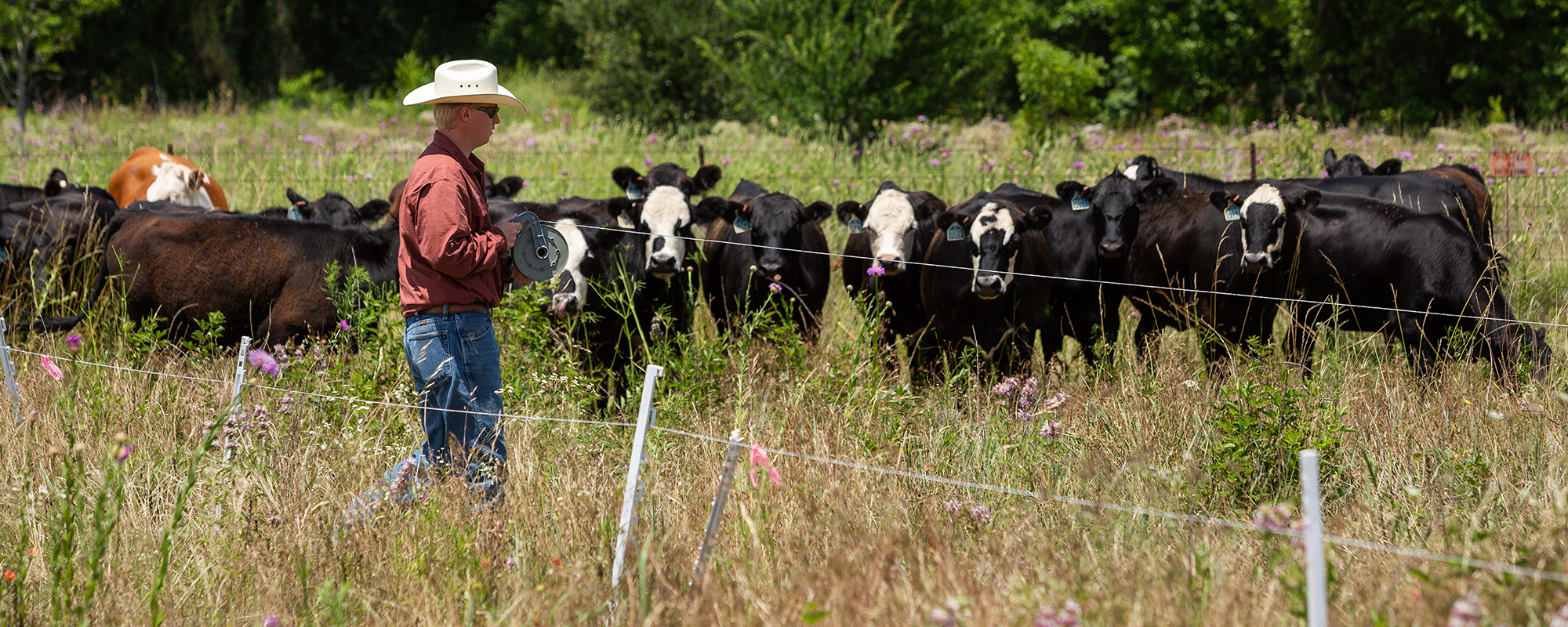 Building more fence to meet your regenerative grazing goals? – Noble ...