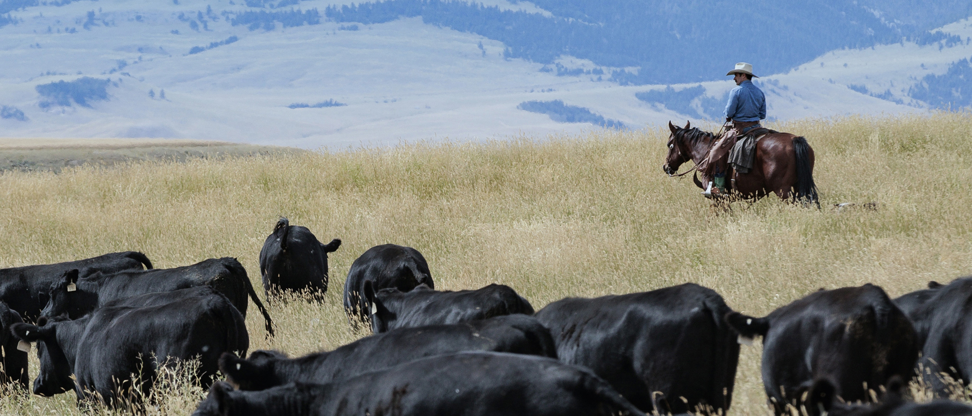 Case for Support – Noble Research Institute