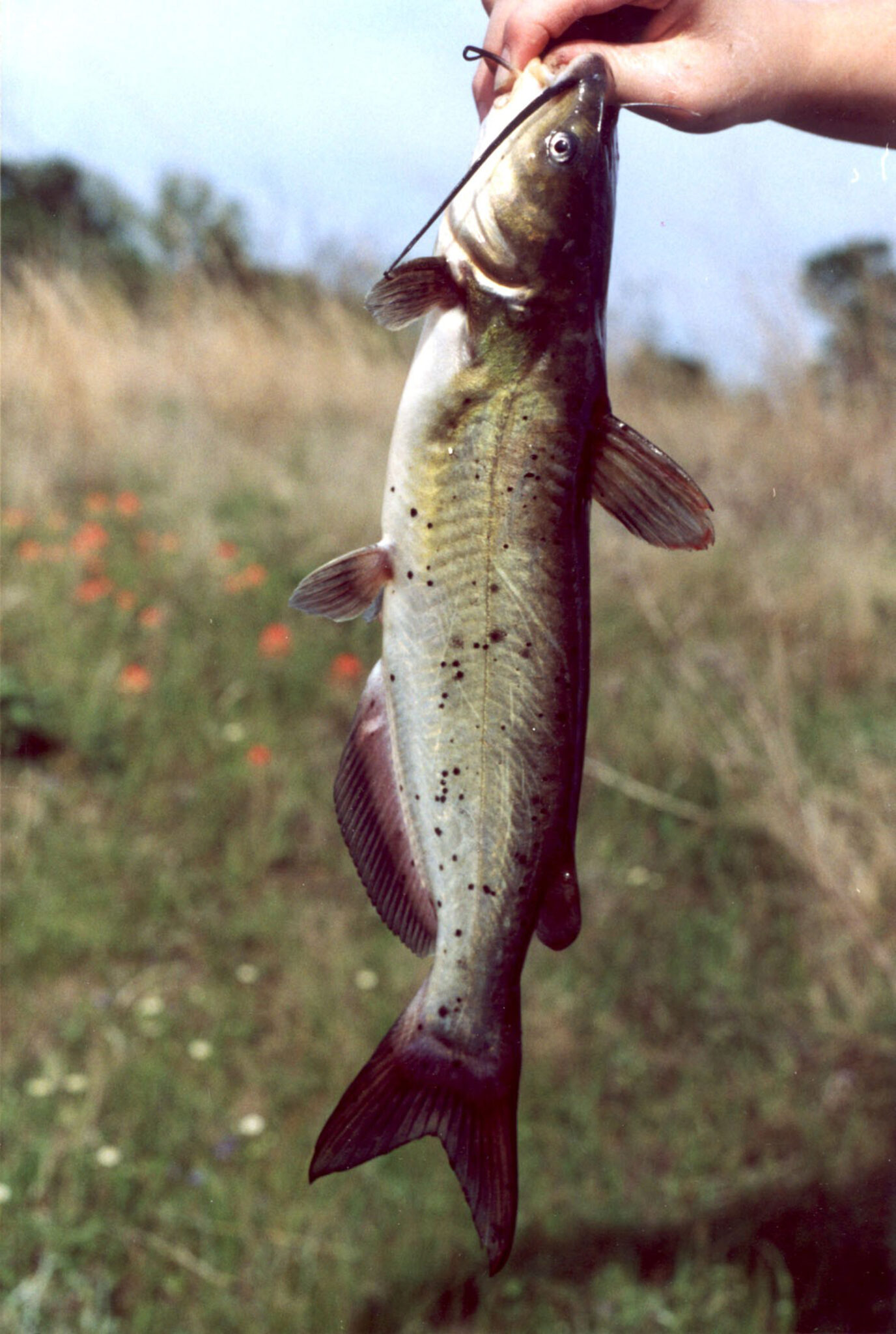 How to Properly Stock and Manage Channel Catfish – Noble Research Institute