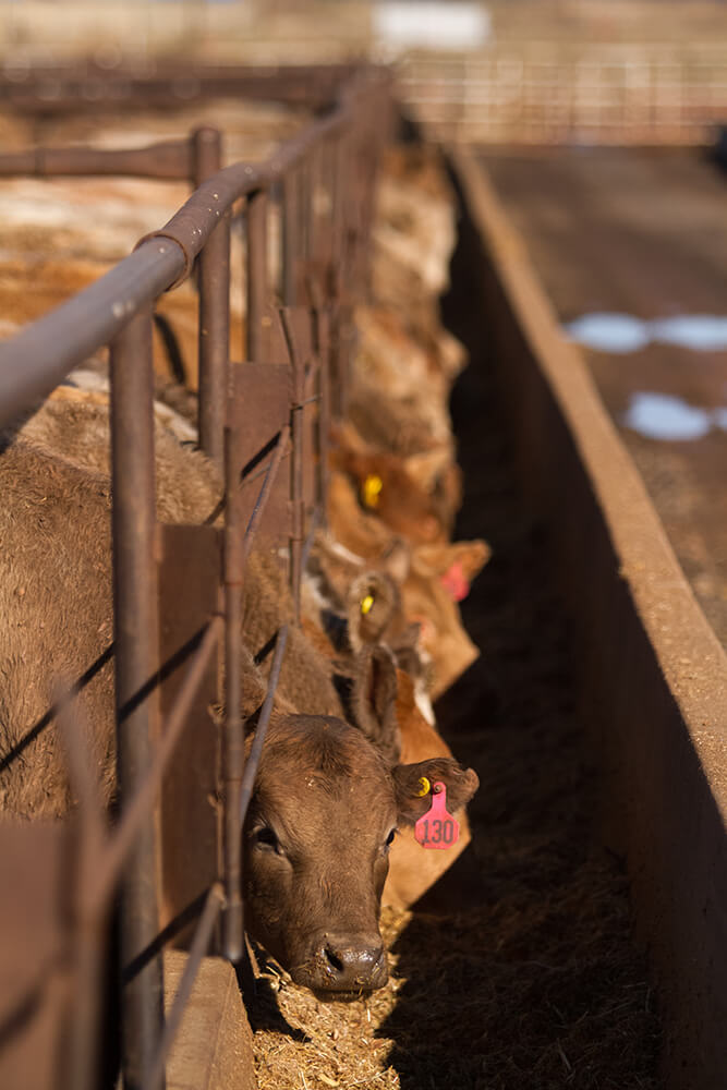 What Is a “Regenerative Cow”? – Noble Research Institute