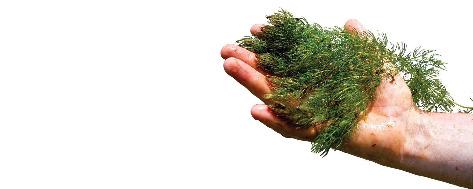 Coontail: The Positives and Negatives of an Aquatic Plant – Noble ...