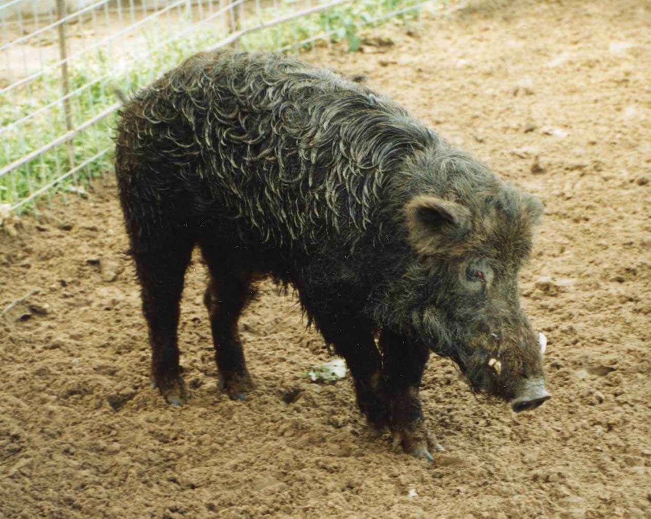 The Feral Hog in Oklahoma – Noble Research Institute
