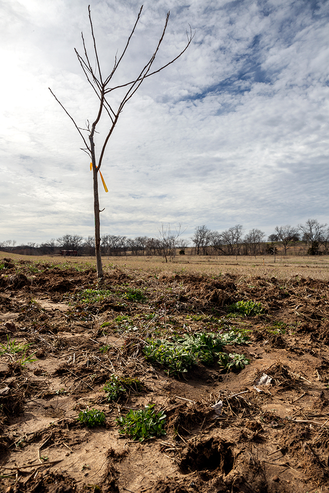 Four ways feral hogs cost farmers and ranchers – Noble Research Institute