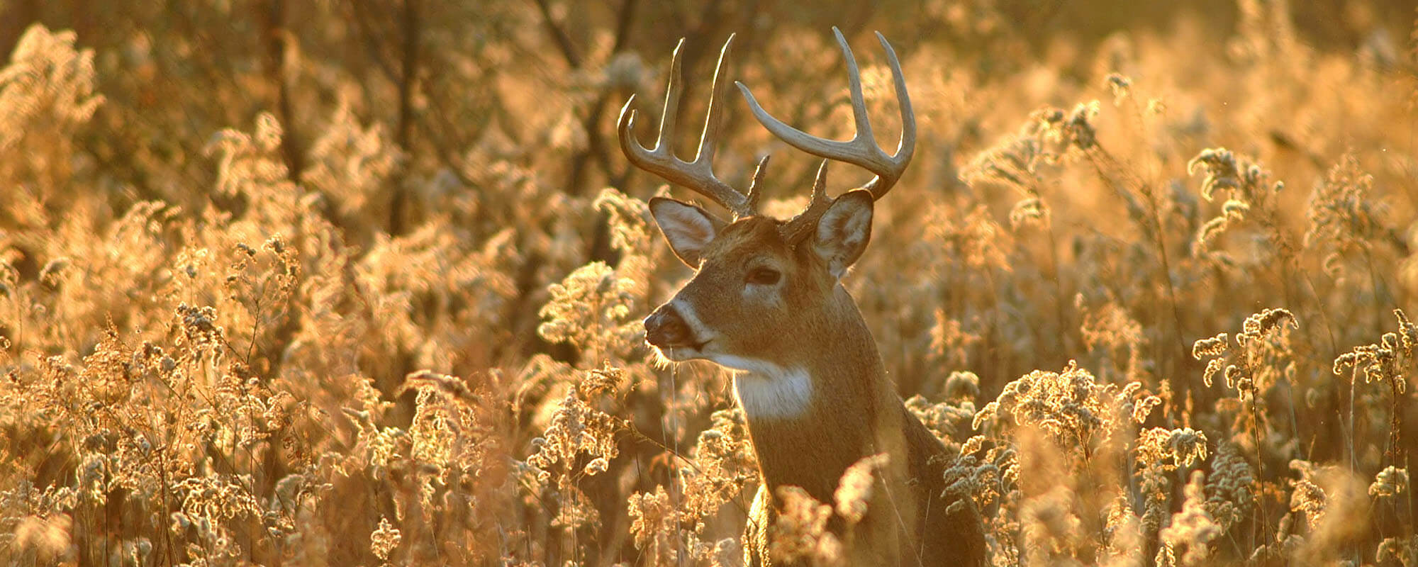 One Buck Limit – Noble Research Institute