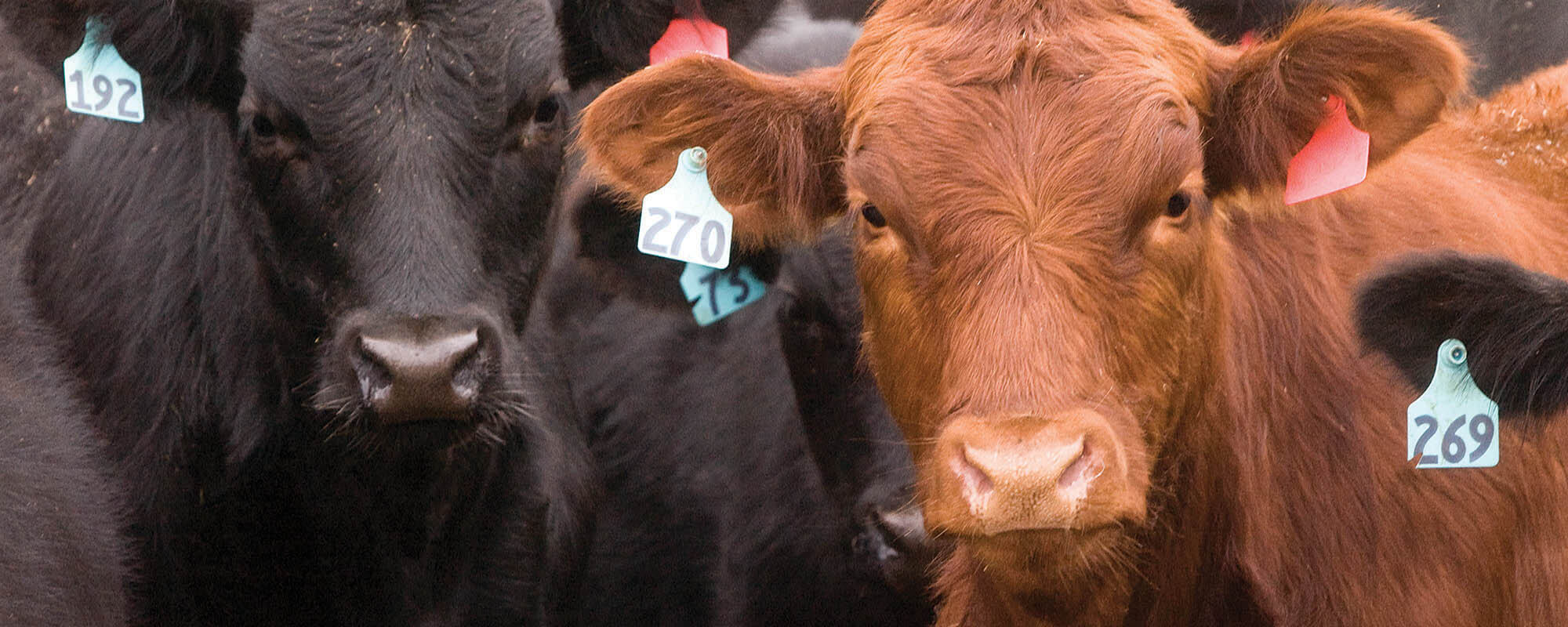 Developing Heifers - Keys to Success – Noble Research Institute