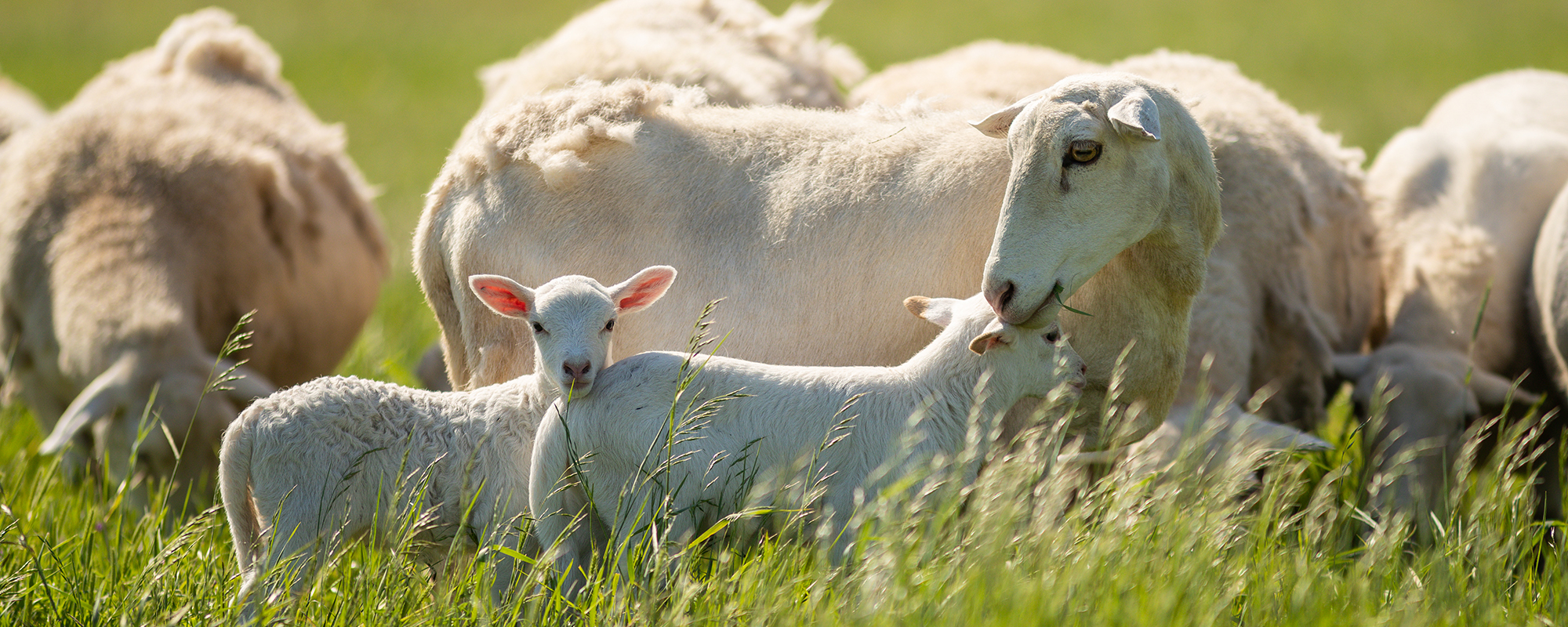 5 Questions to Answer Before Doubling Your Small-Ruminant Breeding ...
