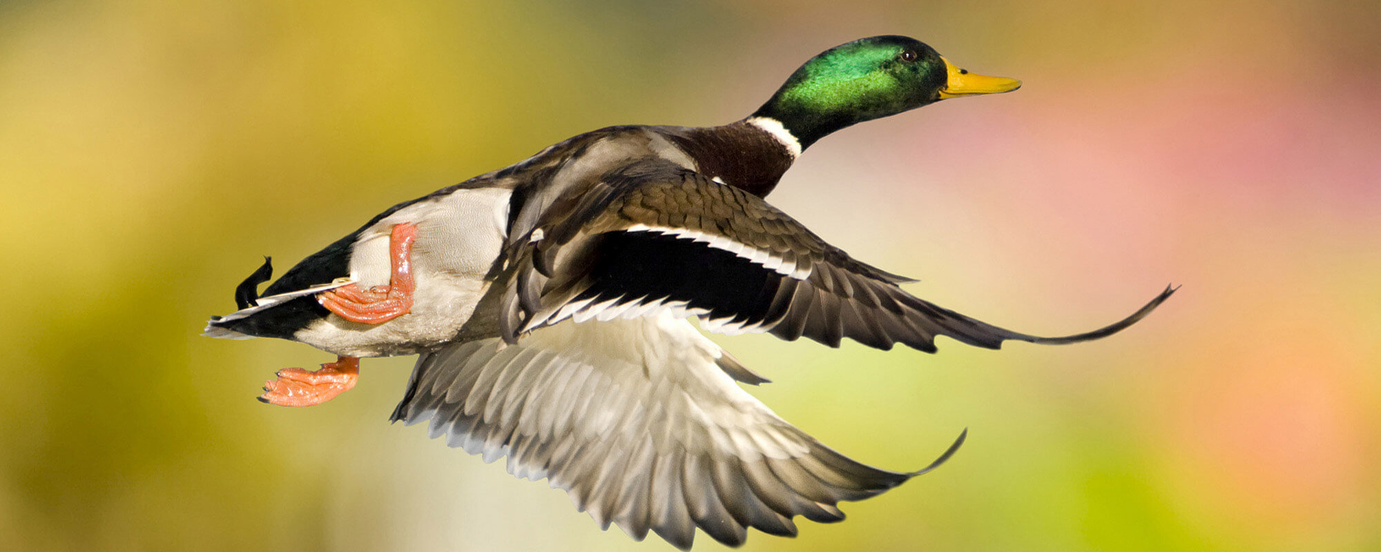 Food Choice Plays Key Role in Attracting Migratory Ducks – Noble ...