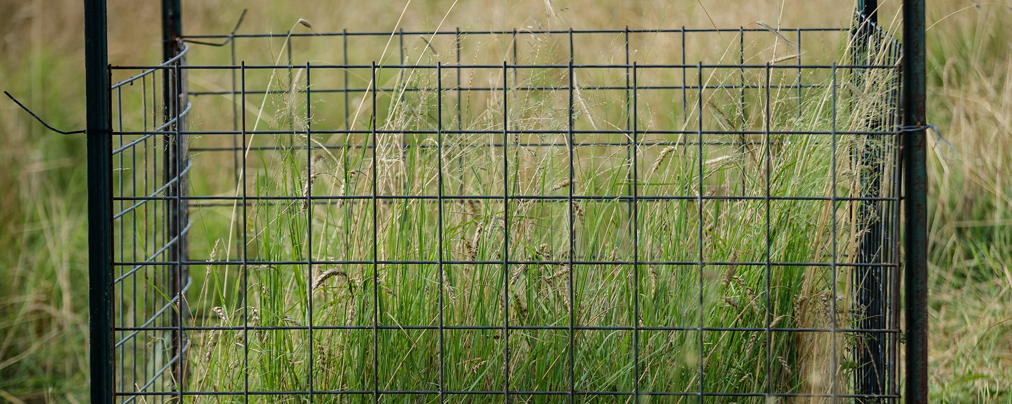 Gain a new view of your pastures’ forage potential – Noble Research ...