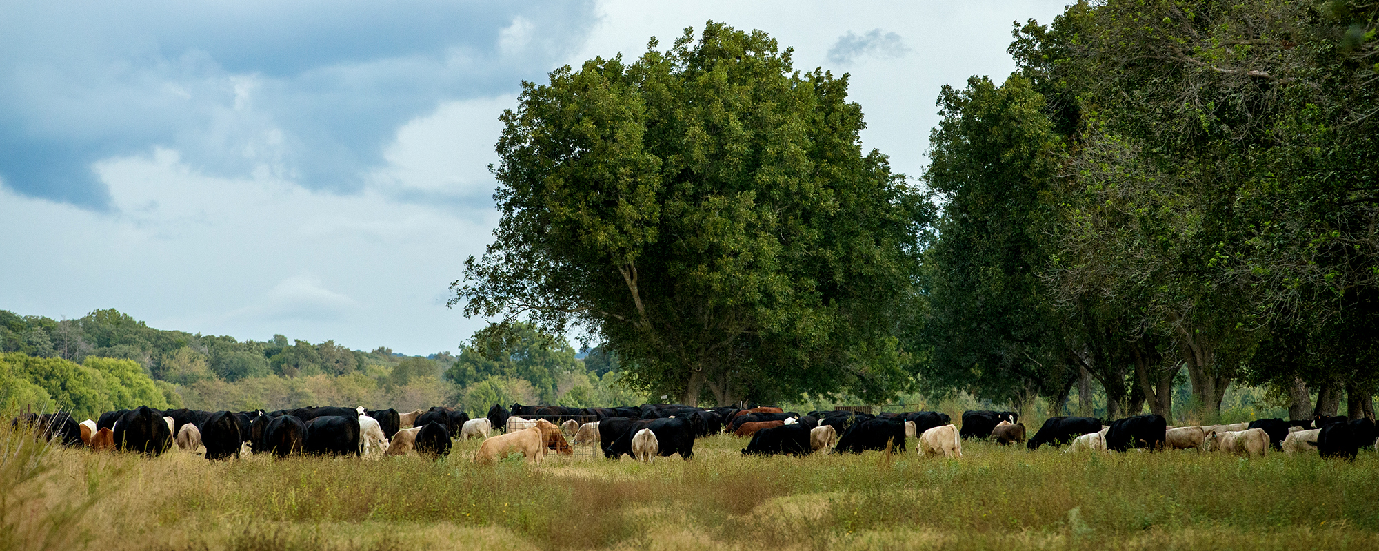 Getting Started With Silvopasture Using Soil Health Principles – Noble ...