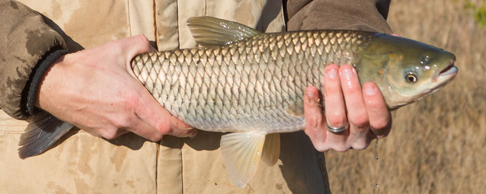 Grass Carp Is an Option to Control Aquatic Plants – Noble Research ...
