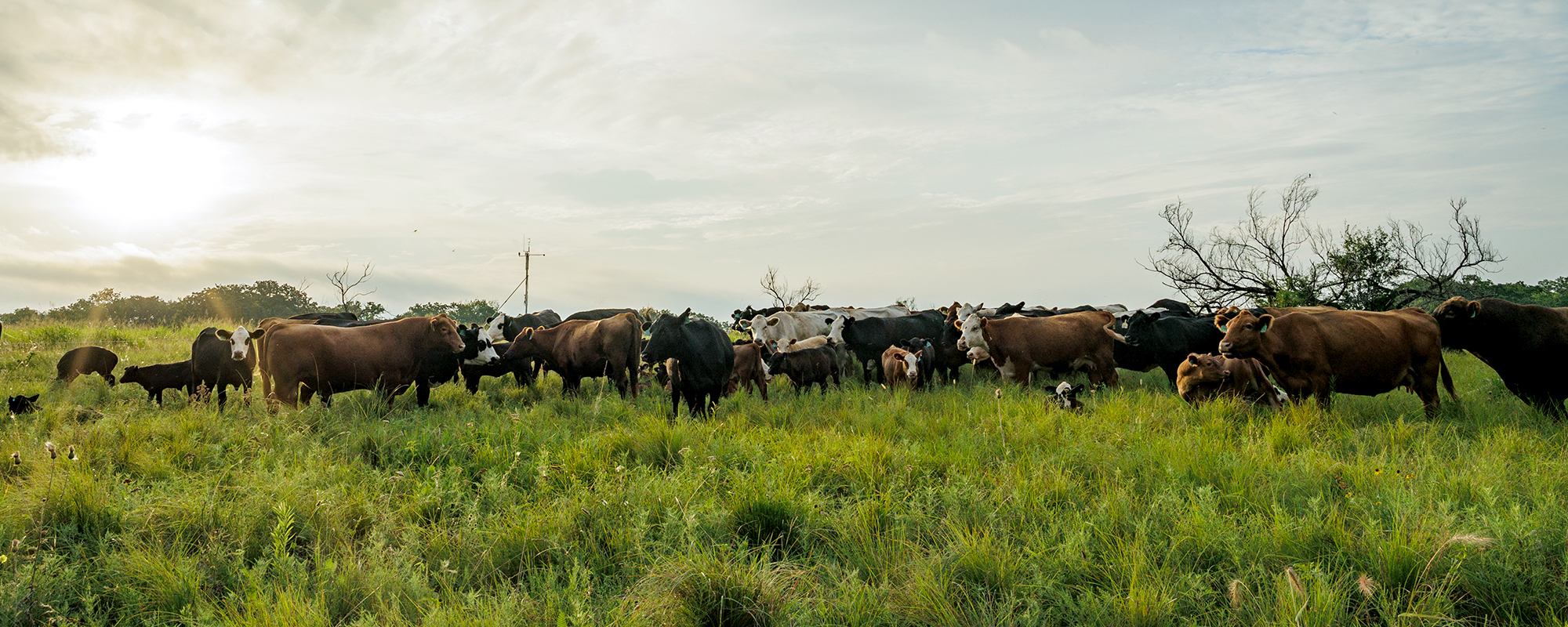 Got extra forage? Graze fall-weaned calves this winter to boost profits ...