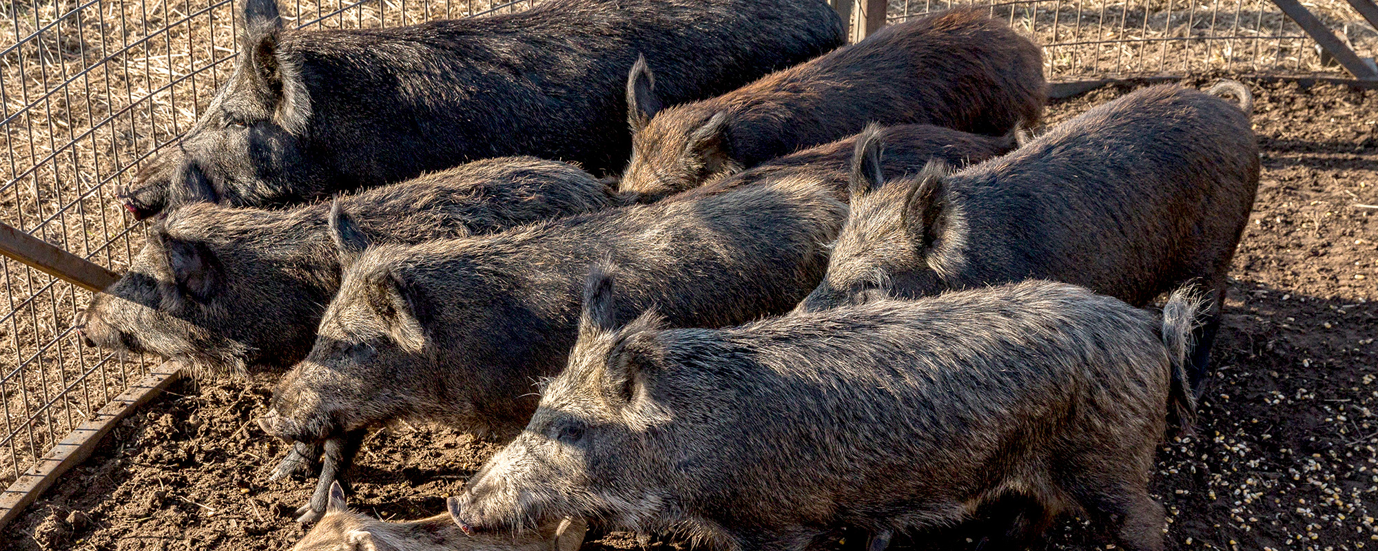 Feral Hogs Cattle Invasion Of The Feral Pigs High Country News