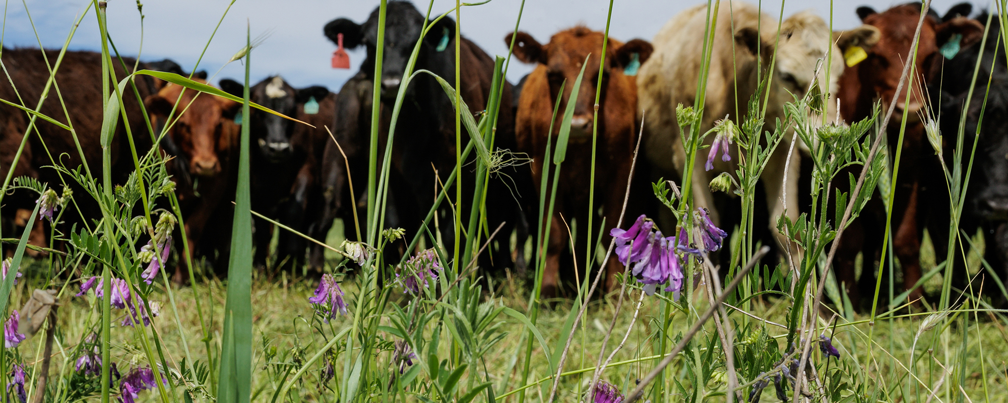 How to extend grazing days with fall cover crops – Noble Research Institute