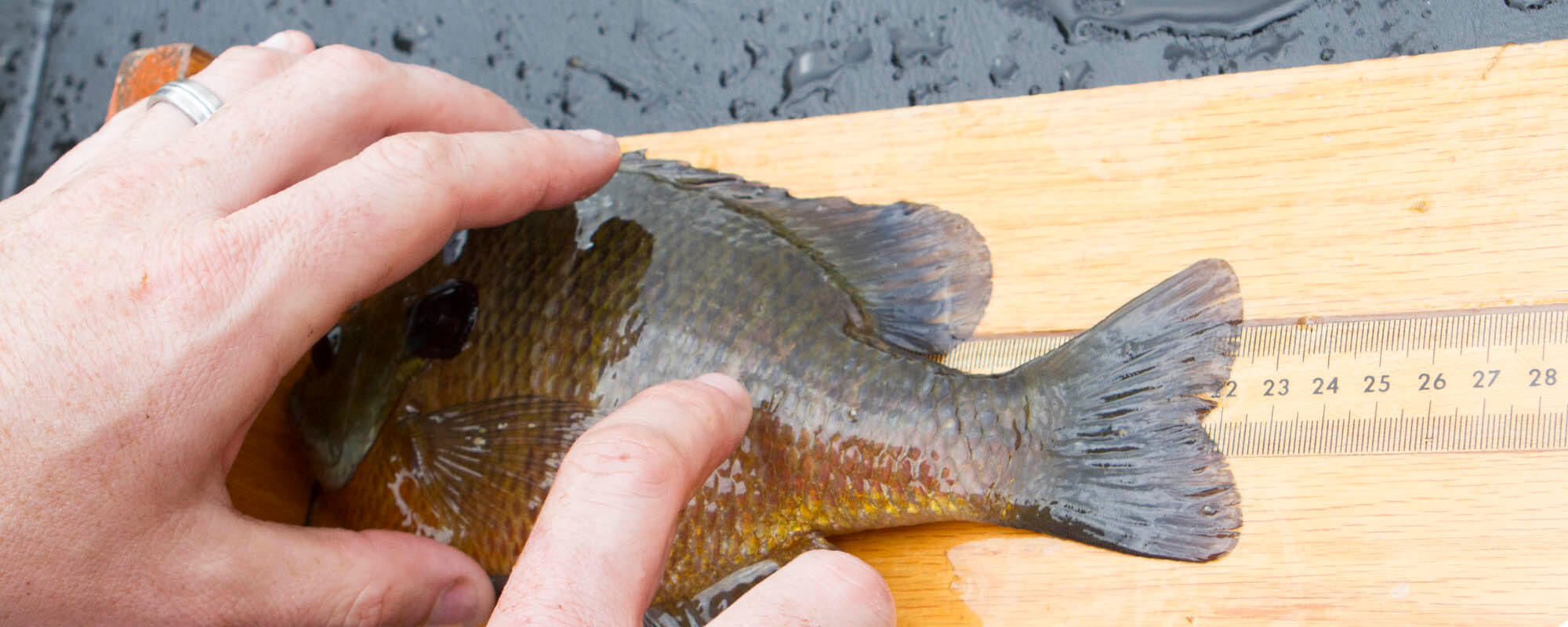 Hook and Line Fish Sampling – Noble Research Institute