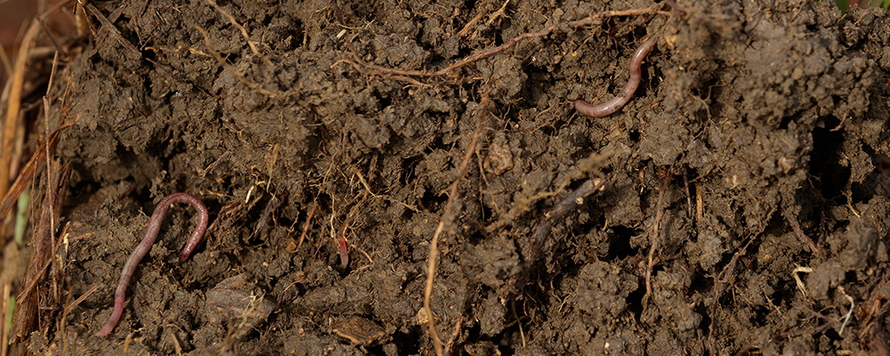 How To Measure Soil Health With The Haney Test – Noble Research Institute
