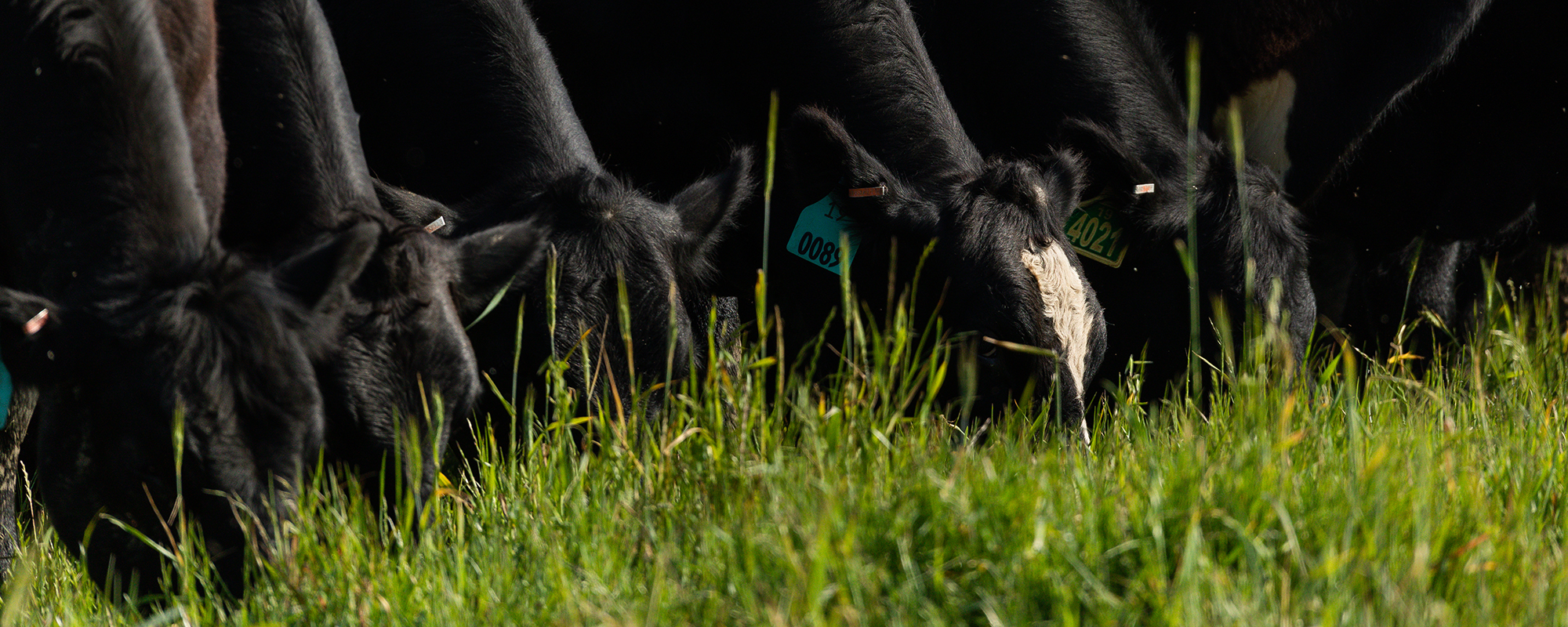 How To Optimize Spring Grazing On A Regenerative Ranch – Noble Research ...