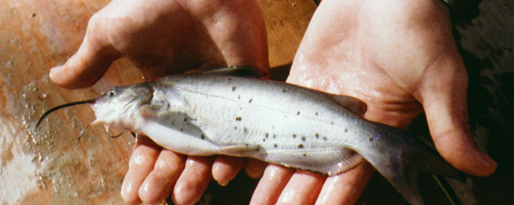 How to Properly Stock and Manage Channel Catfish – Noble Research Institute