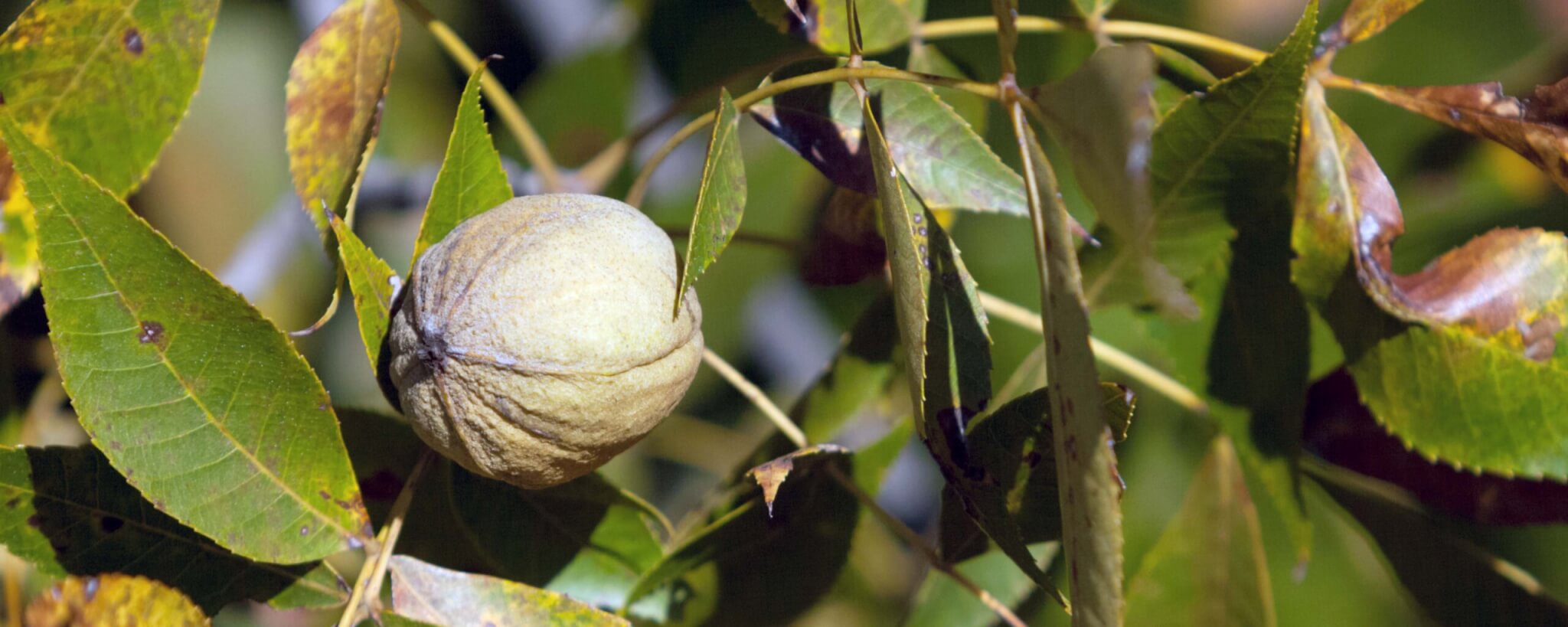 How to Recognize Grafted and Native Pecan Trees for Best Management of ...