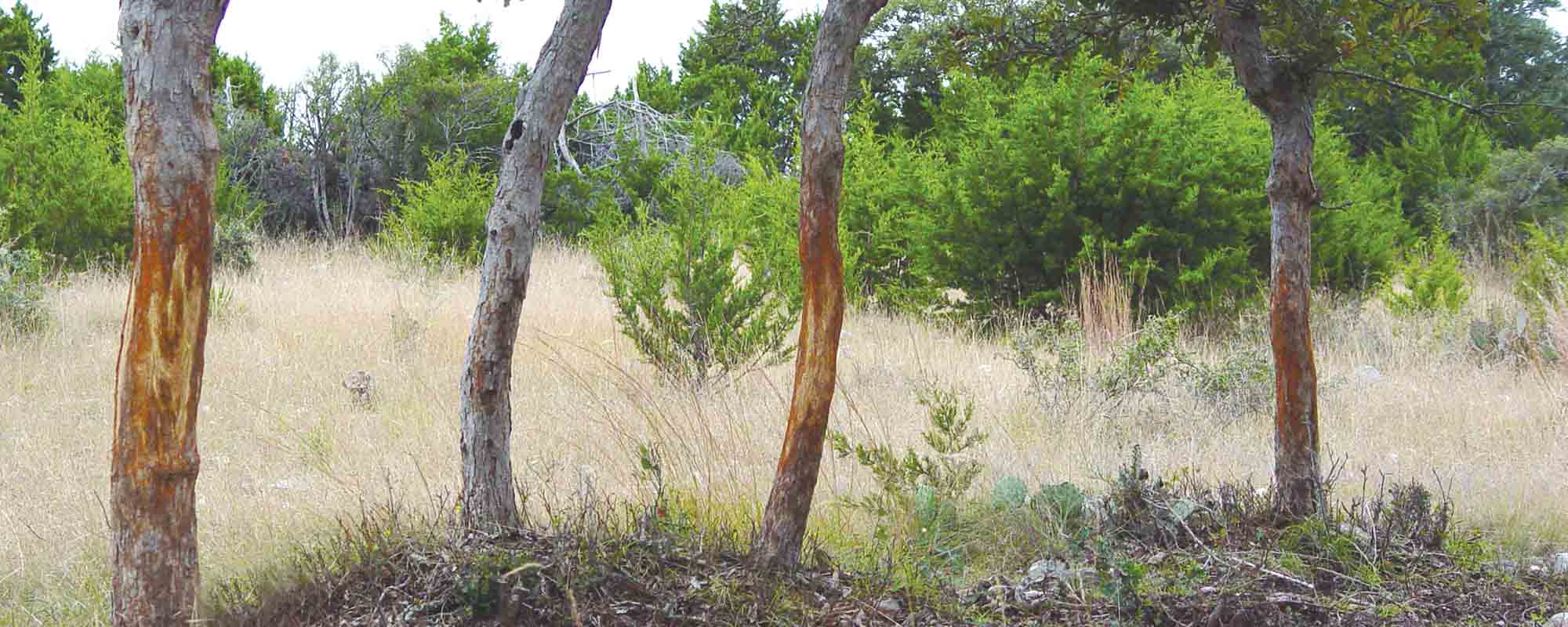 In a Rut - Breeding Season Behaviors in Deer – Noble Research Institute