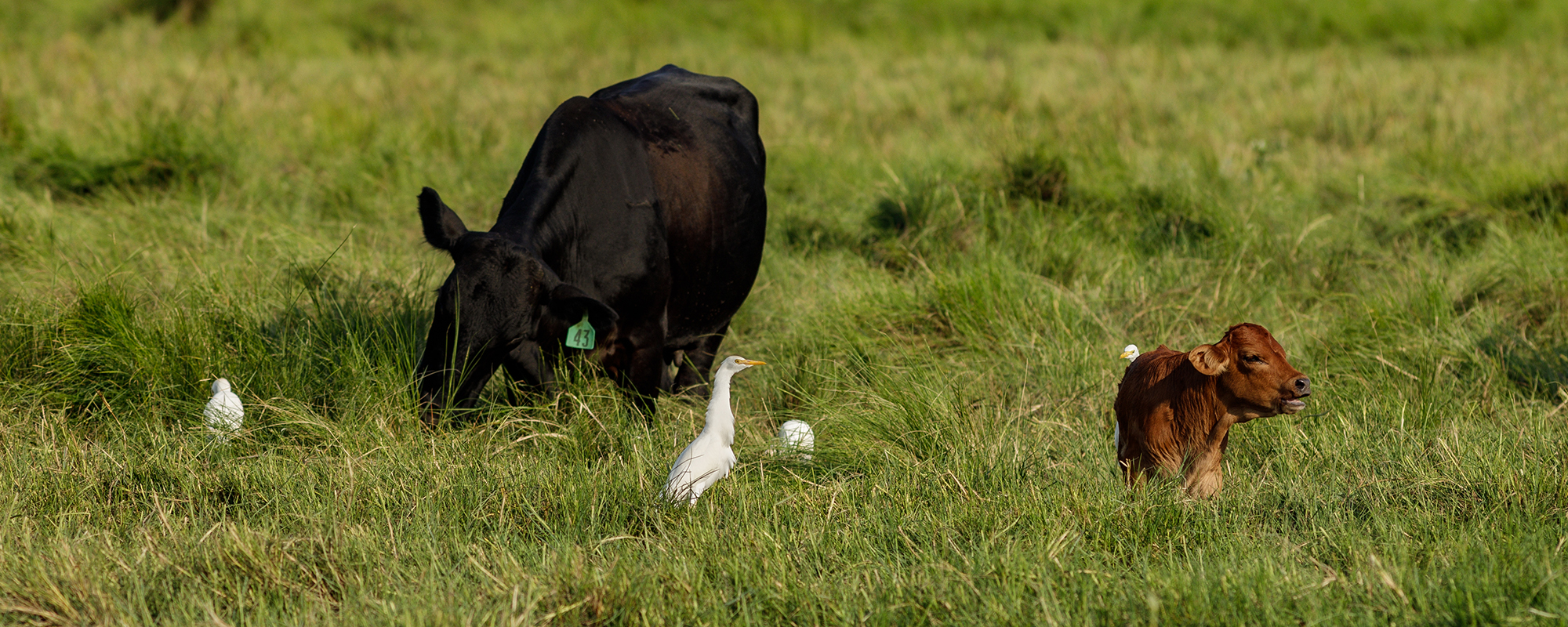 Match forage flow with livestock nutritional needs to increase ranch profitability – Noble ...