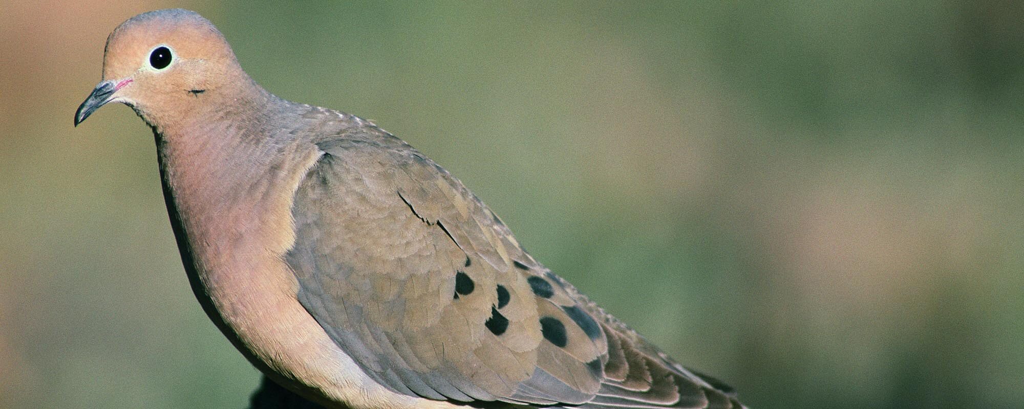 Mourning Dove Abundance Can Be Managed – Noble Research Institute