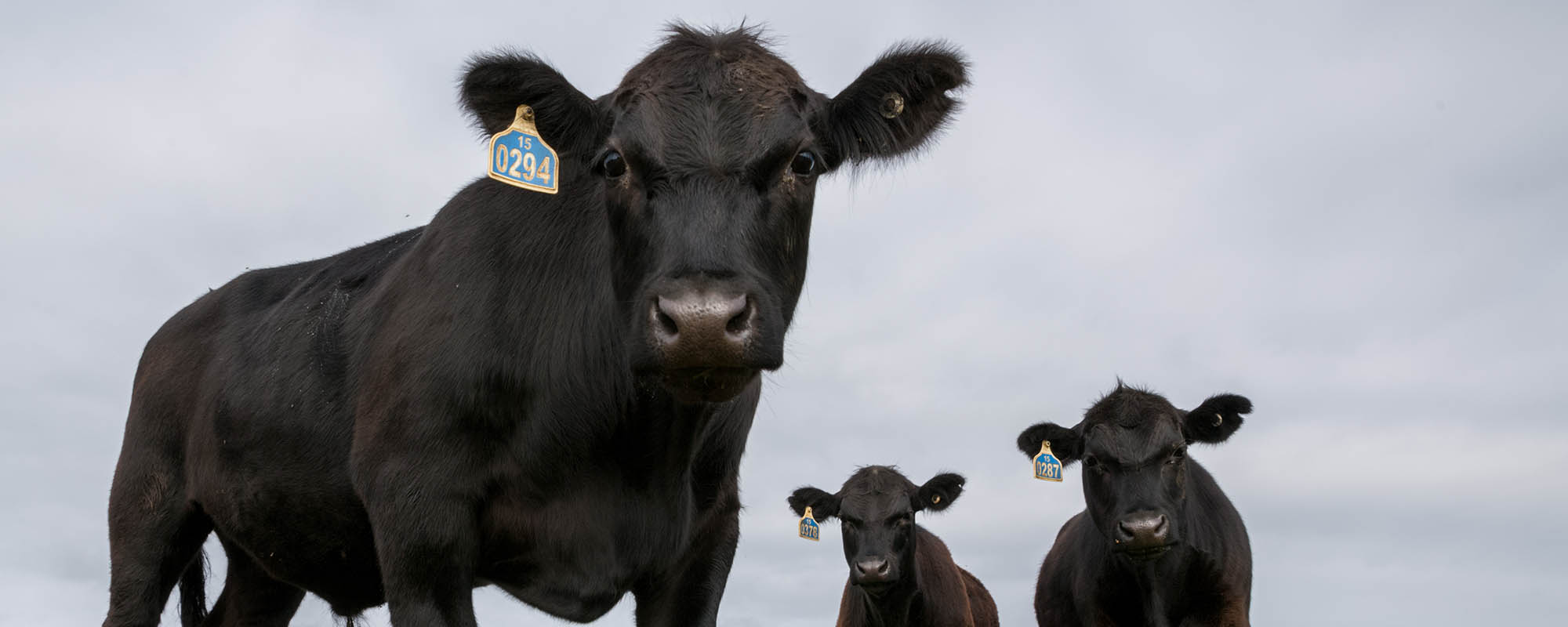 Prussic Acid, Nitrate Poisoning and Grass Tetany in Beef Cattle – Noble ...