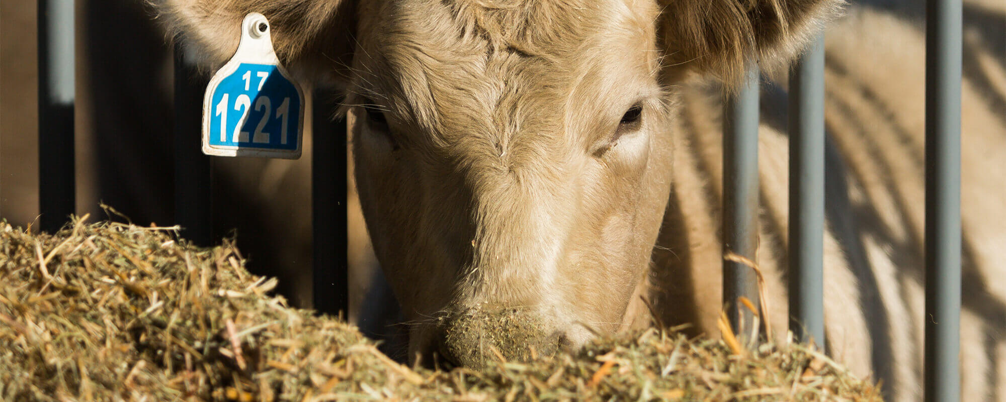 Nutrient Synchrony: Protein and Energy Working Together – Noble ...