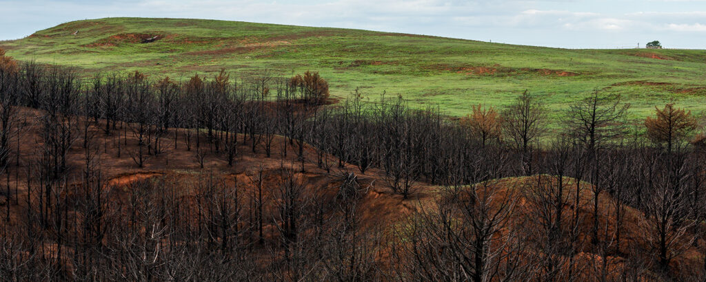How to Help Your Ranch and Pastures Recover After a Wildfire – Noble ...