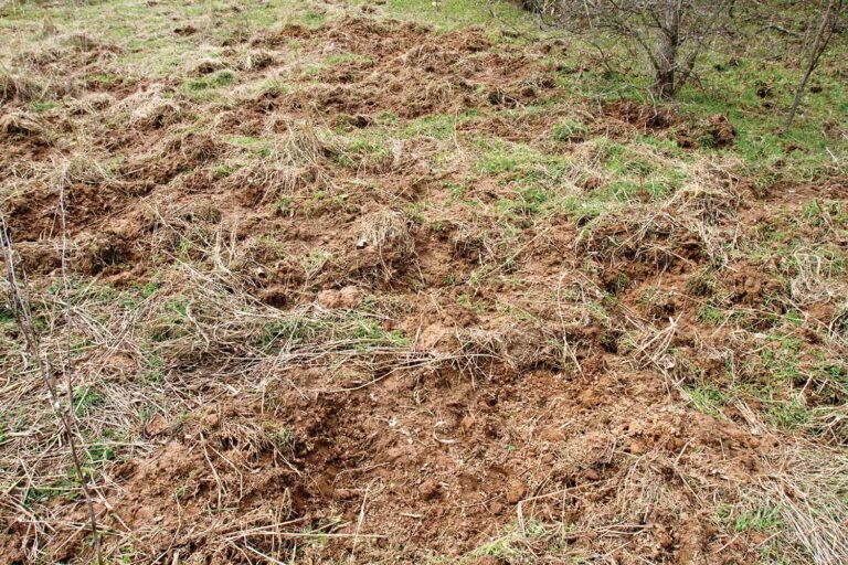 The Feral Hog in Oklahoma – Noble Research Institute