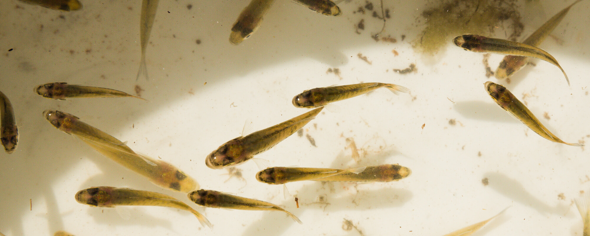 Seine Surveys Provide Insights About Fish Populations – Noble Research ...