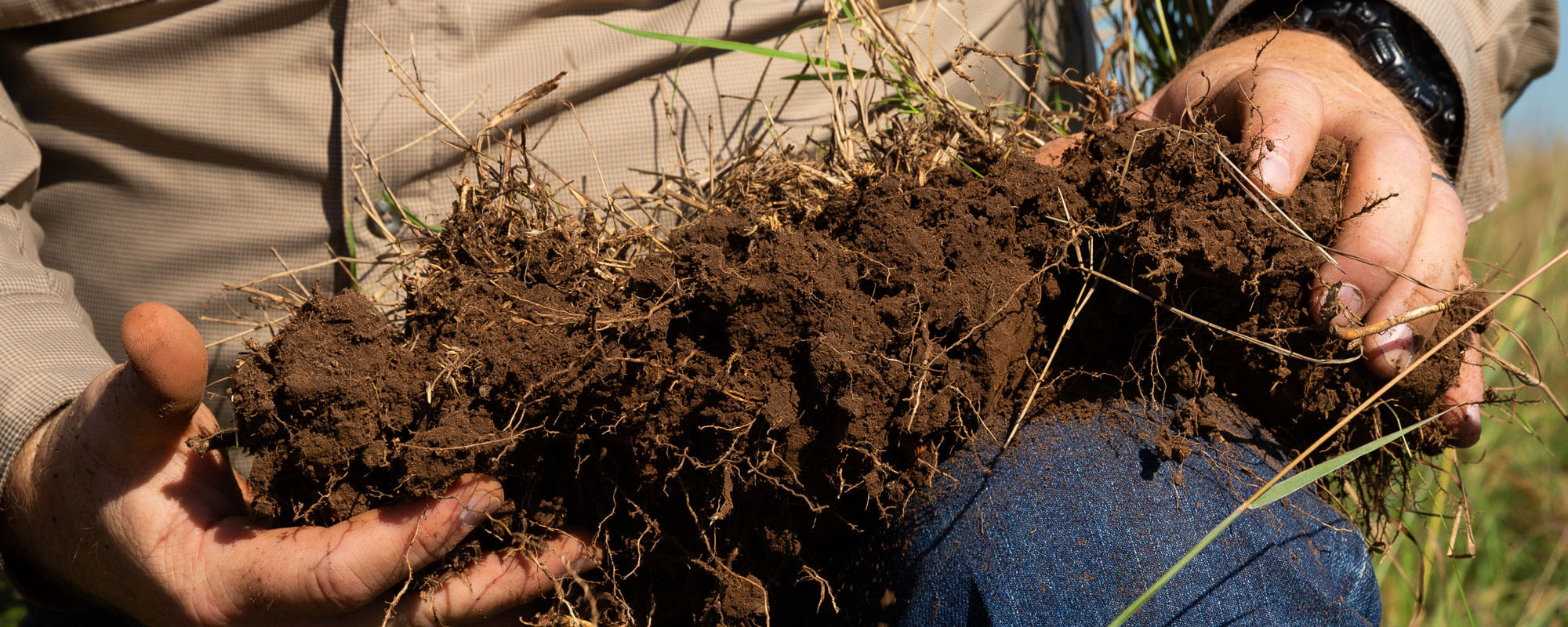 Building Soil Organic Carbon With Plant Roots – Noble Research Institute