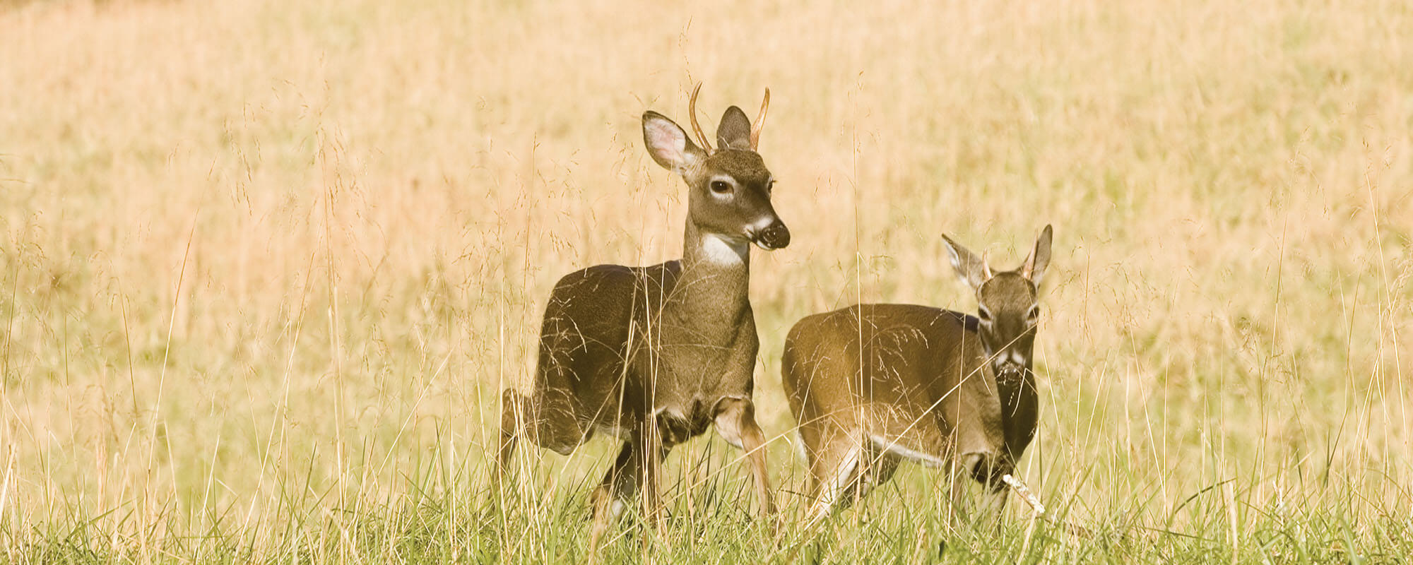 Spike buck culling seldom provides benefits – Noble Research Institute