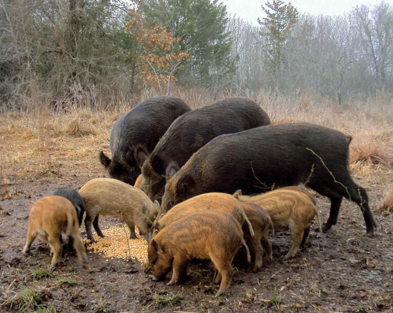 The Feral Hog in Oklahoma – Noble Research Institute
