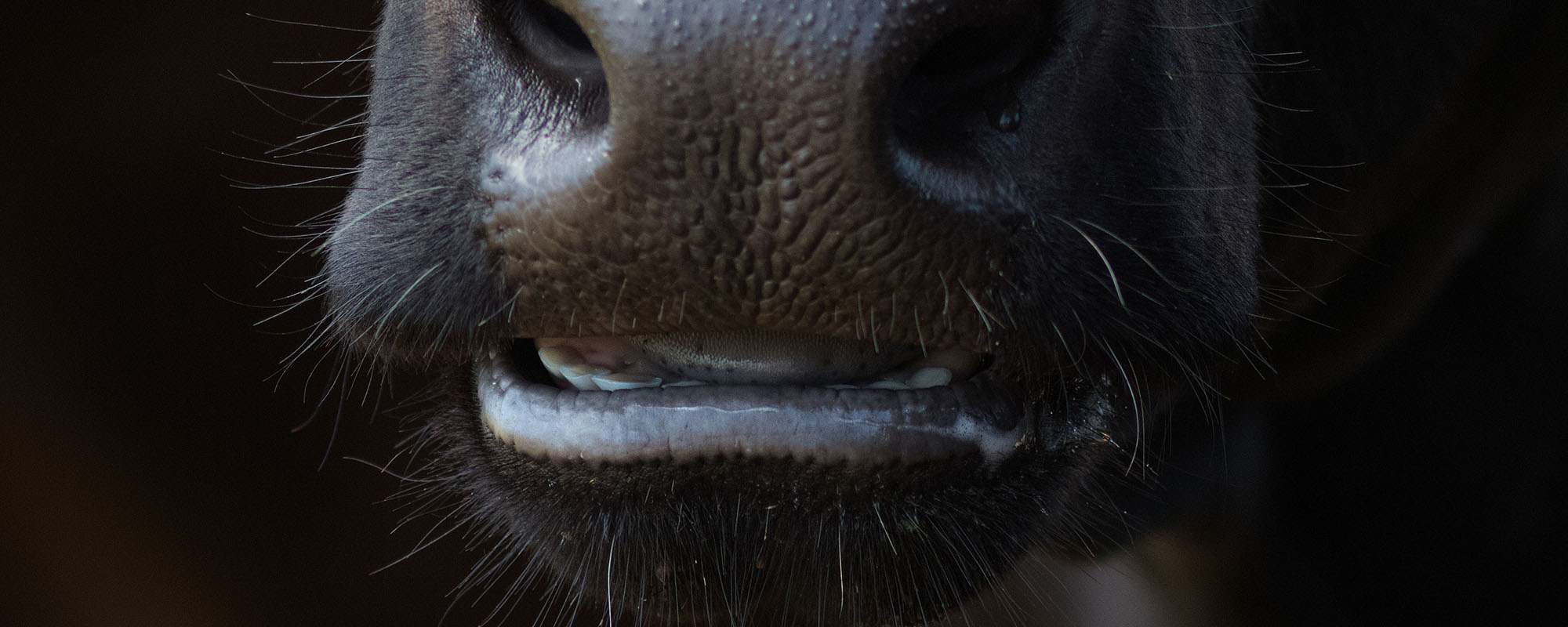 Teeth condition can reveal cow age, aid culling decisions – Noble ...