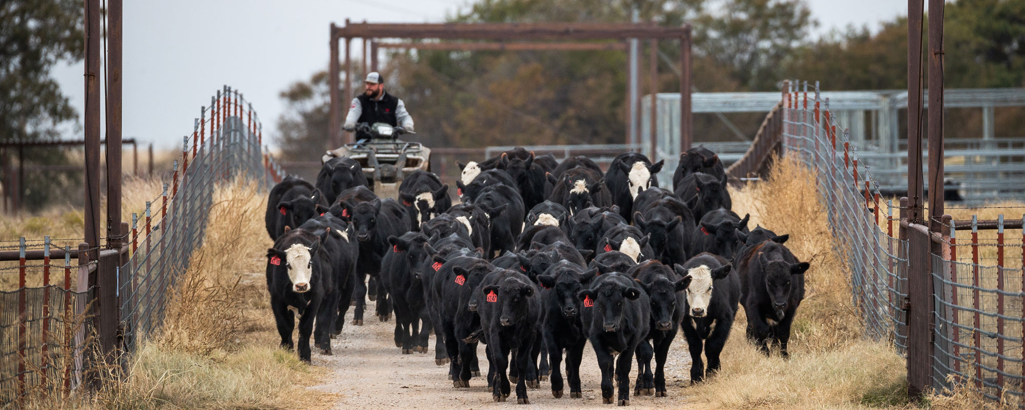 Top 12 Things to Consider Before Building a Cattle Handling Facility ...