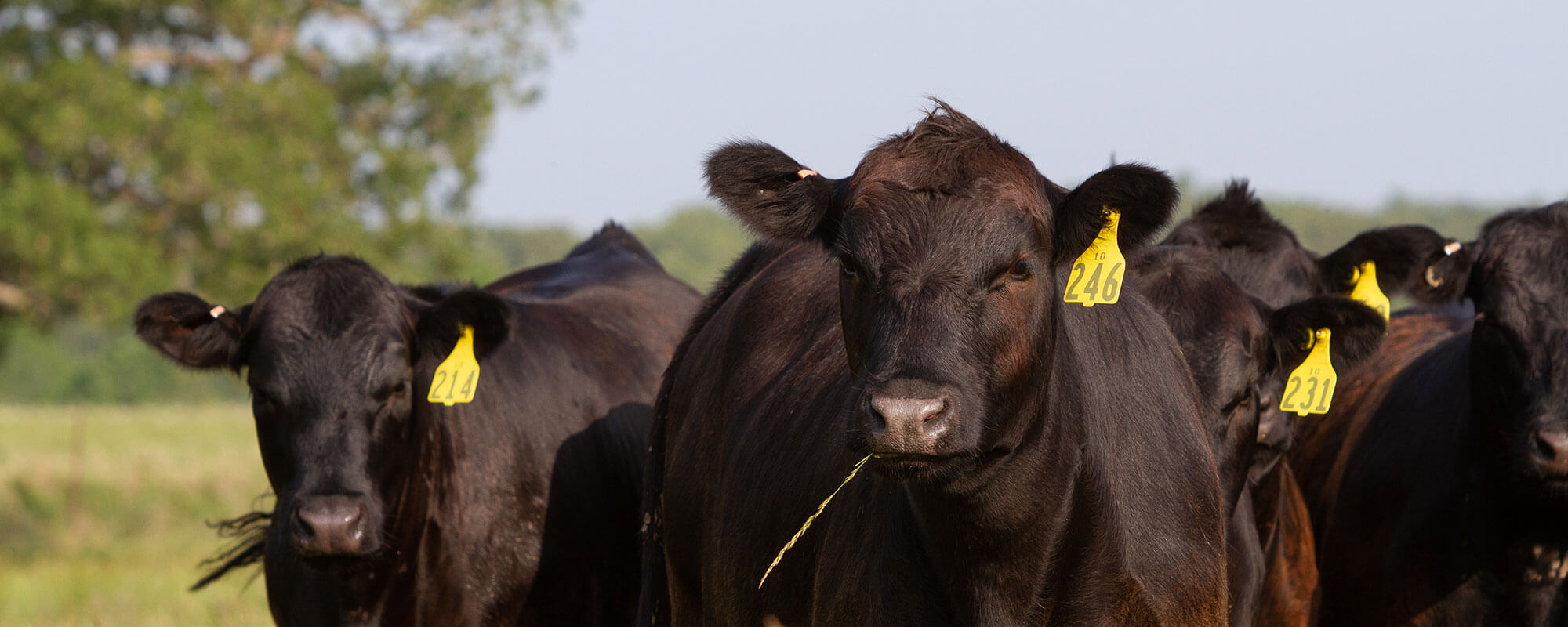 Top 5 Essentials of Heifer Development – Noble Research Institute