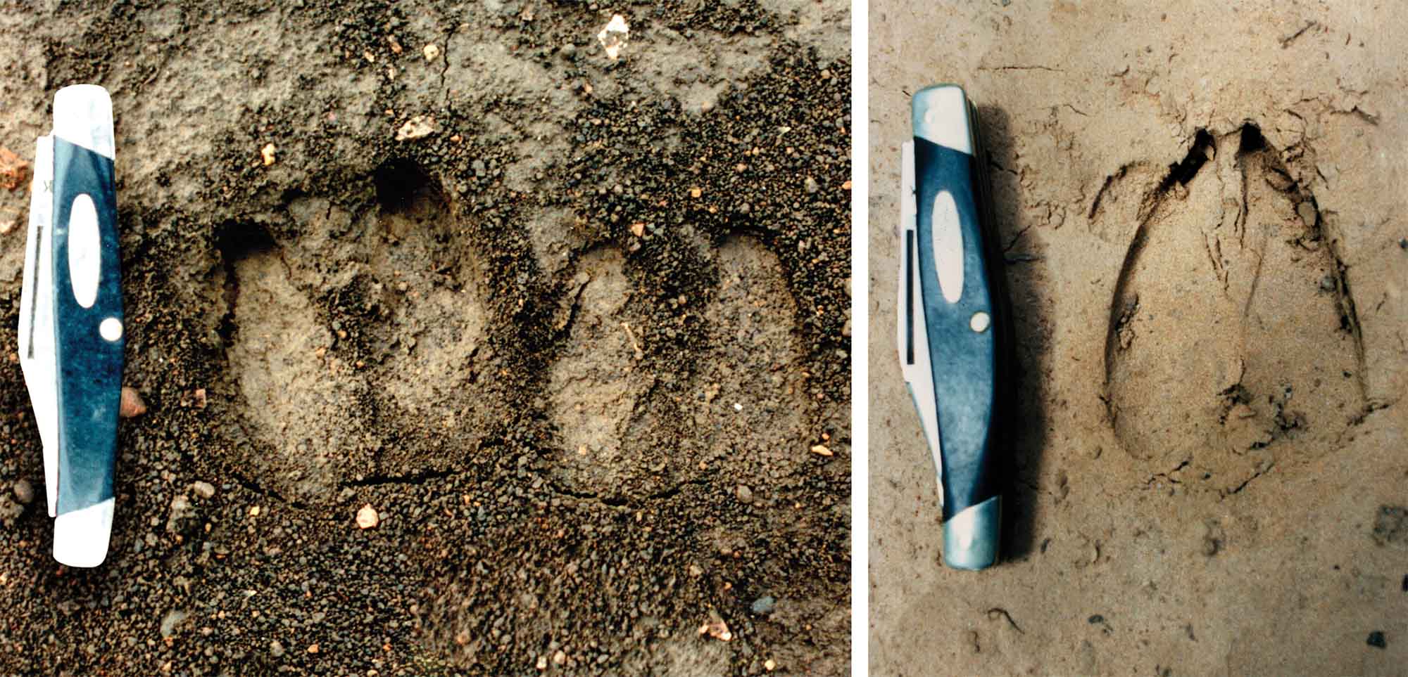 The Feral Hog in Oklahoma – Noble Research Institute