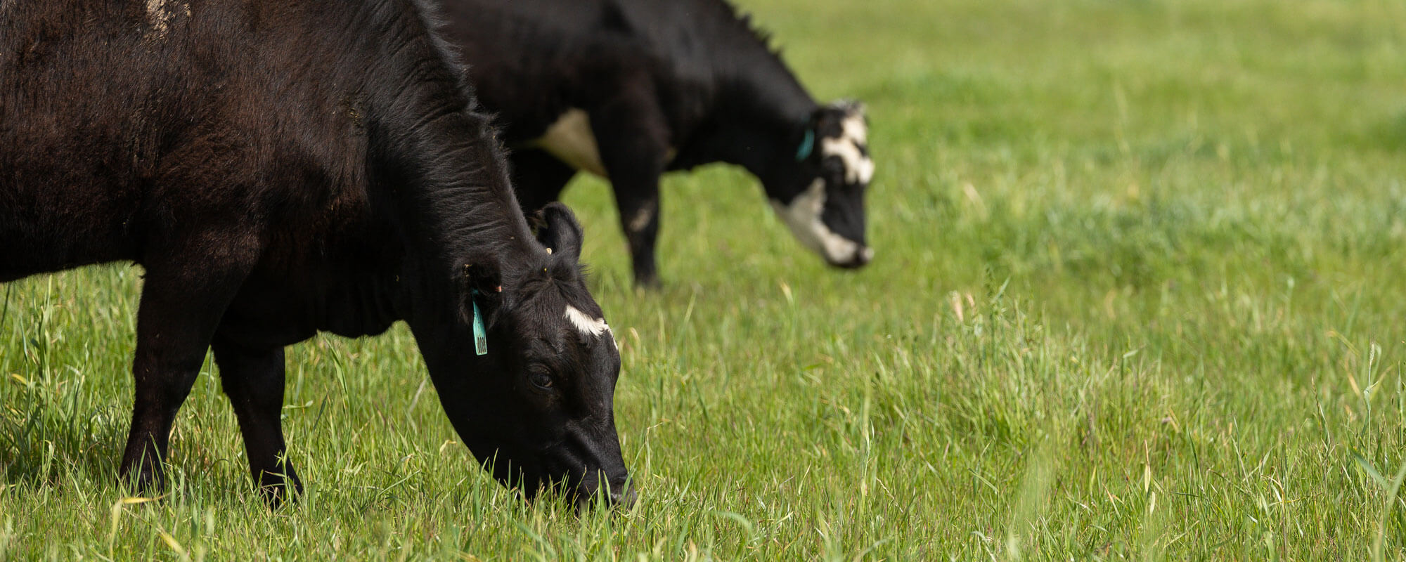 Understand These 8 Grazing Metrics to Make Better Decisions on the ...