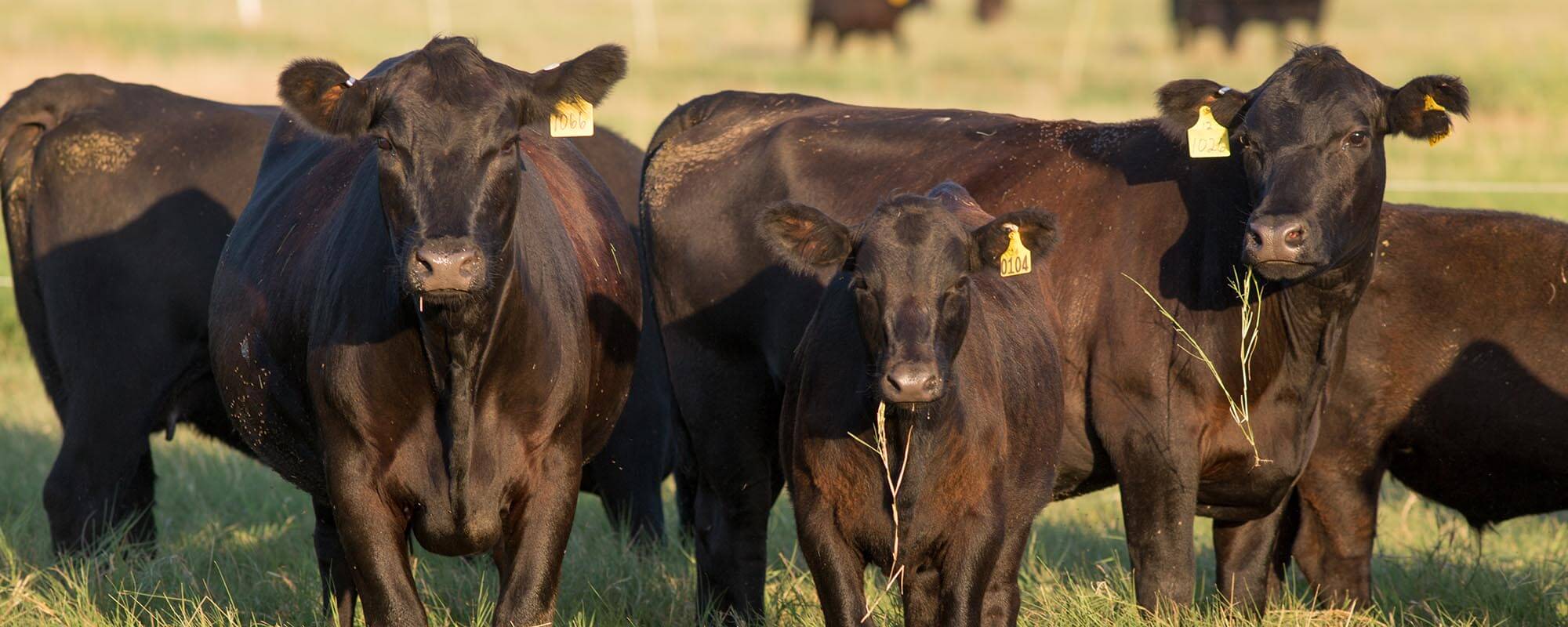 Using Bermudagrass Pastures to Meet Cow Nutrient Requirements – Noble Research Institute