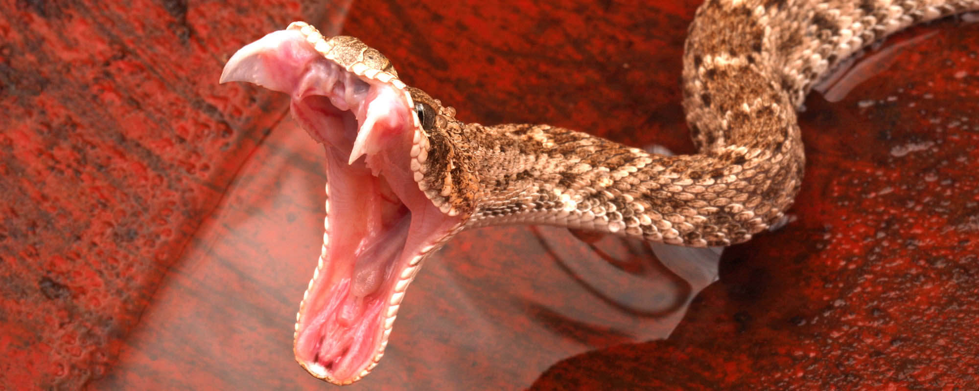 Learn to Recognize Venomous Snakes – Noble Research Institute